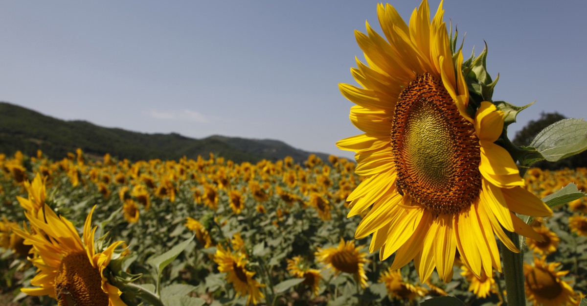 How Sunflowers Follow the Sun - The Atlantic