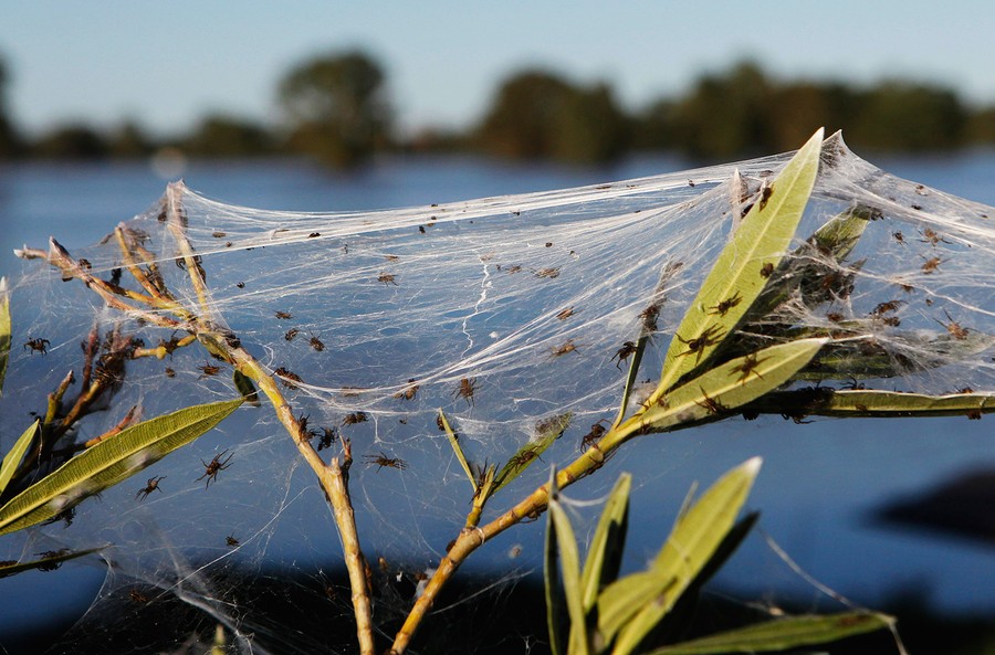 Spiders Flee Australian Flood - The Atlantic