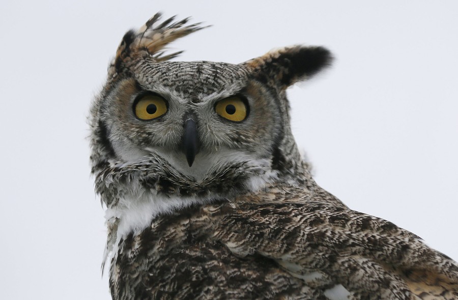 Photos: Superb Owl Sunday VII - The Atlantic