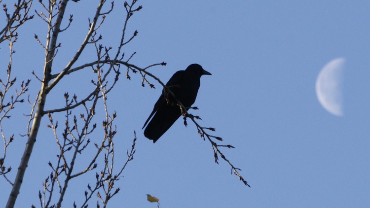 Crows Are Doing the Best They Can - The Atlantic