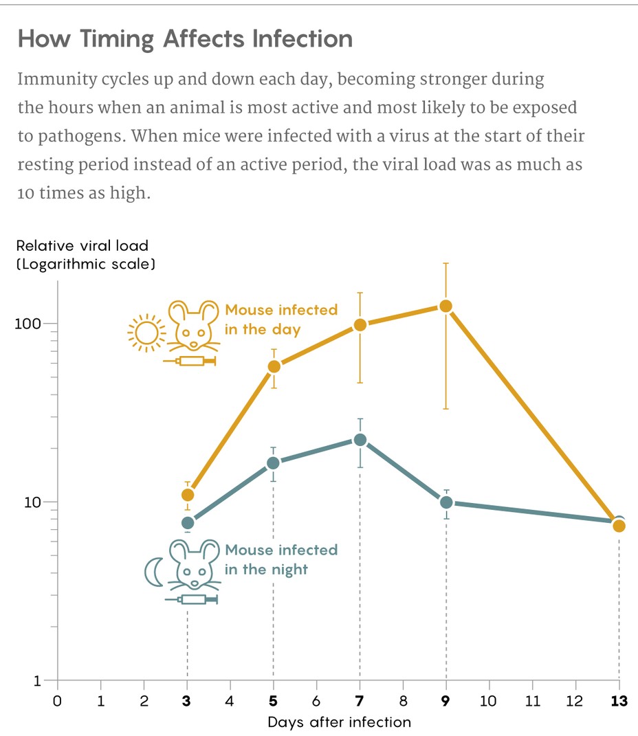 How Circadian Rhythms Affect the Immune System - The Atlantic