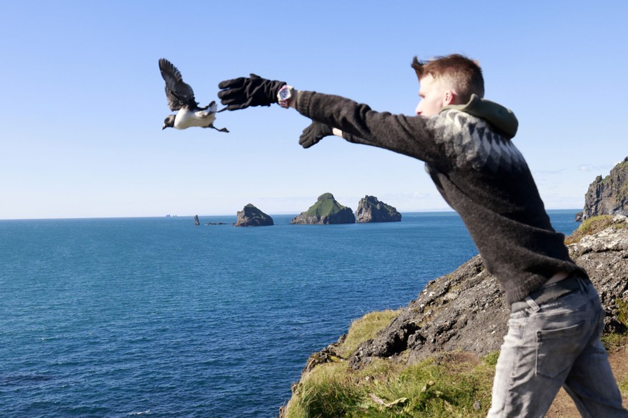 Puffling Rescue in Iceland - The Atlantic