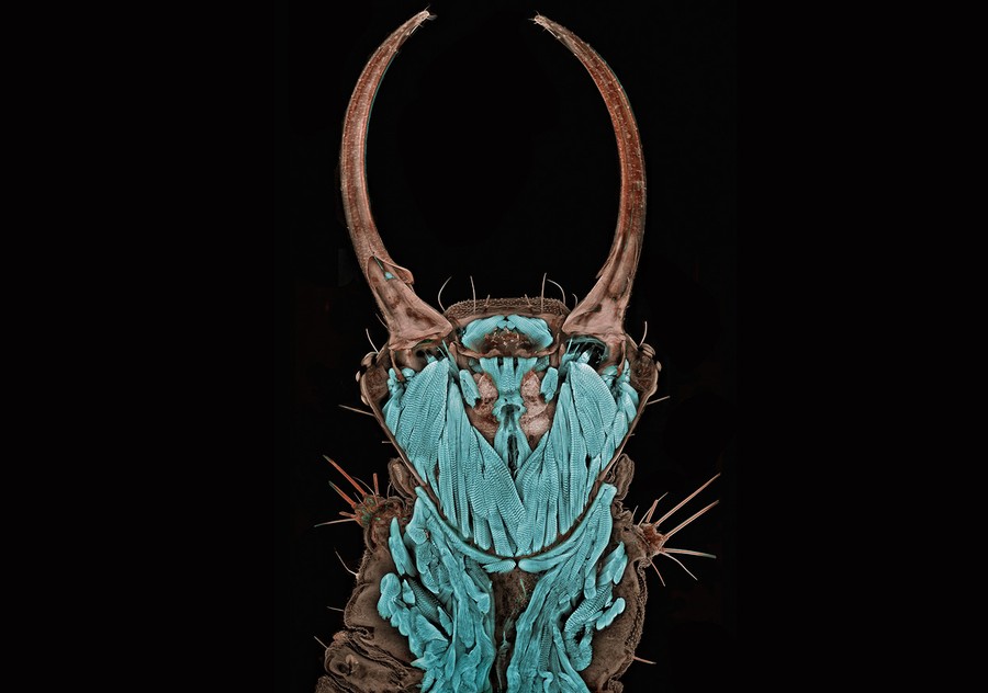 Nikon Small World 2011 - The Atlantic