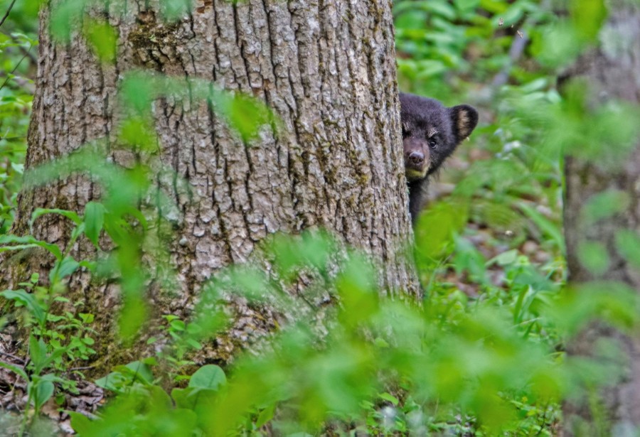 Tennessee: Images of the Volunteer State - The Atlantic