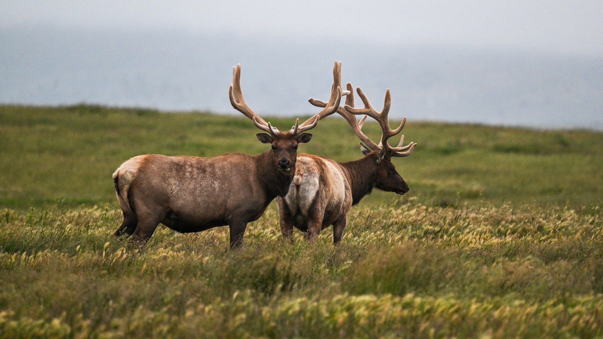 Humans Aren’t the Only Ones With Dialects - The Atlantic