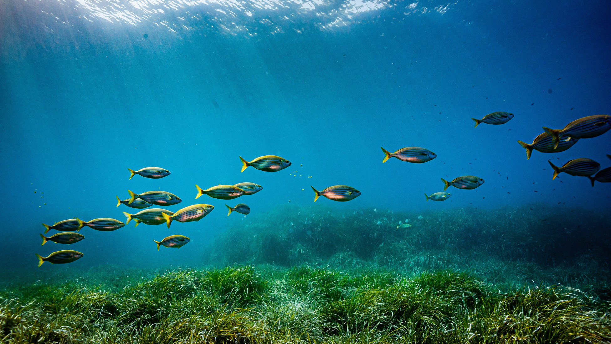 The Ocean Is Too Crowded - The Atlantic