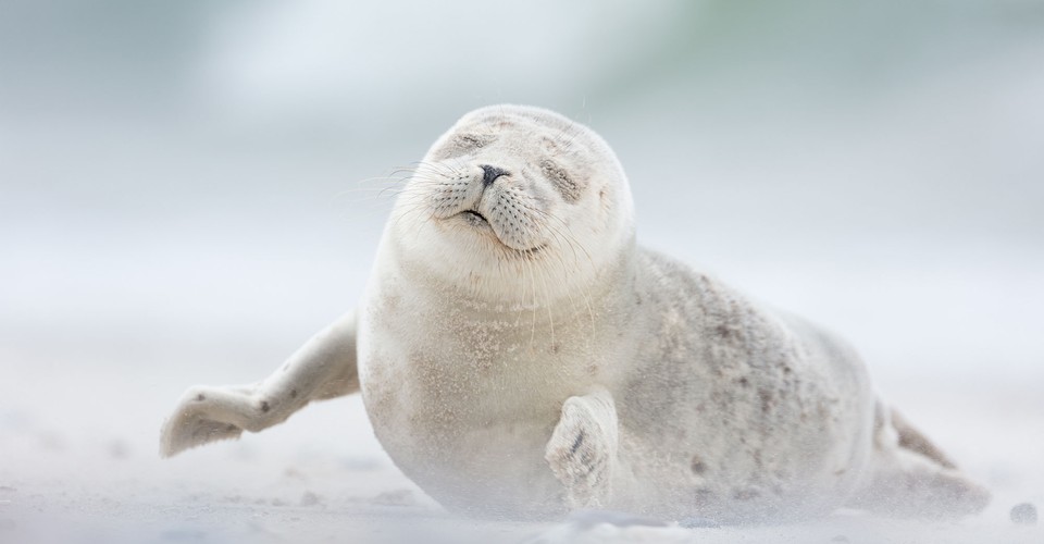 Finalists From Smithsonian Magazine's 2017 Photo Contest - The Atlantic