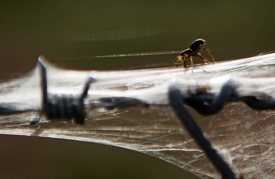 Spiders Flee Australian Flood - The Atlantic