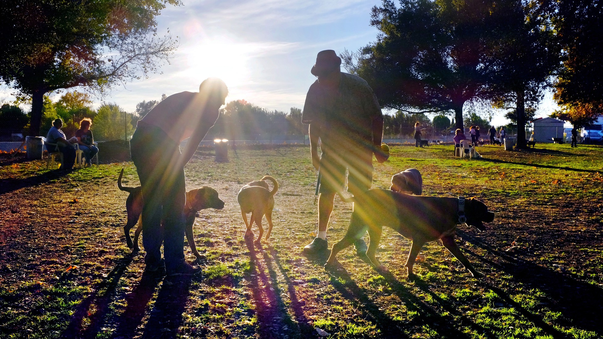 How Dogs Make Friends for Their Humans - The Atlantic