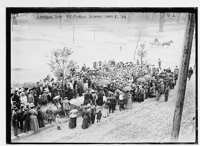 Our Towns: Start Planting Trees - The Atlantic