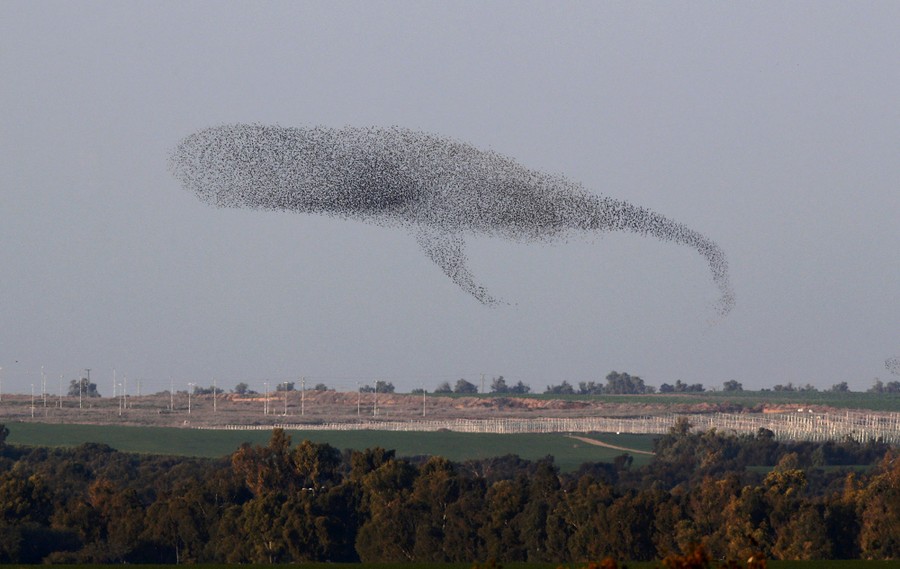 Photos: The Murmurations of Starlings - The Atlantic