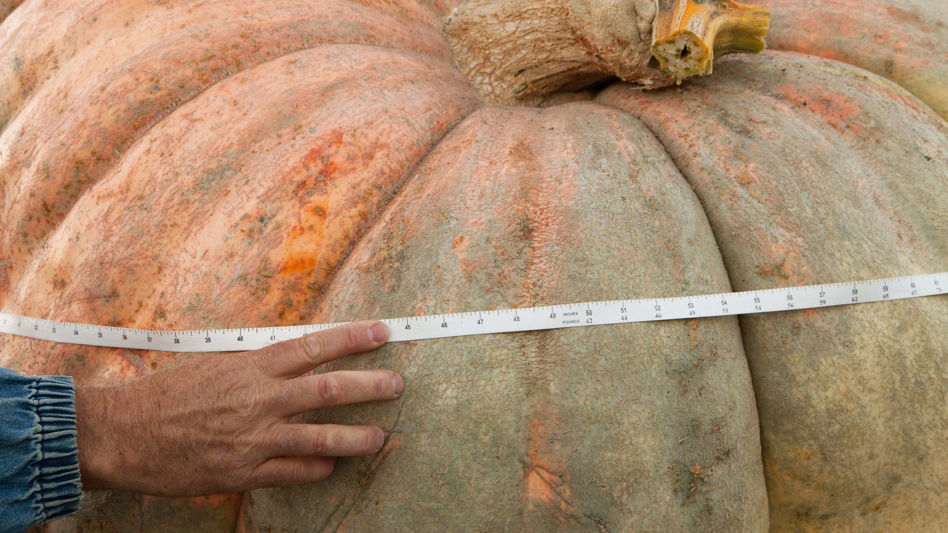 The Dream of a 3,000-Pound Pumpkin - The Atlantic