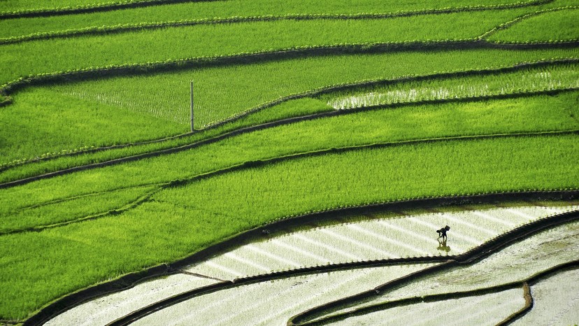 Archaeologists Find Evidence of the First Rice Ever Grown - The Atlantic