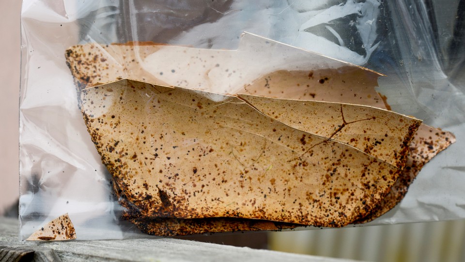 My Family Spent $11,000 Trying to Rid Our House of Lead - The Atlantic