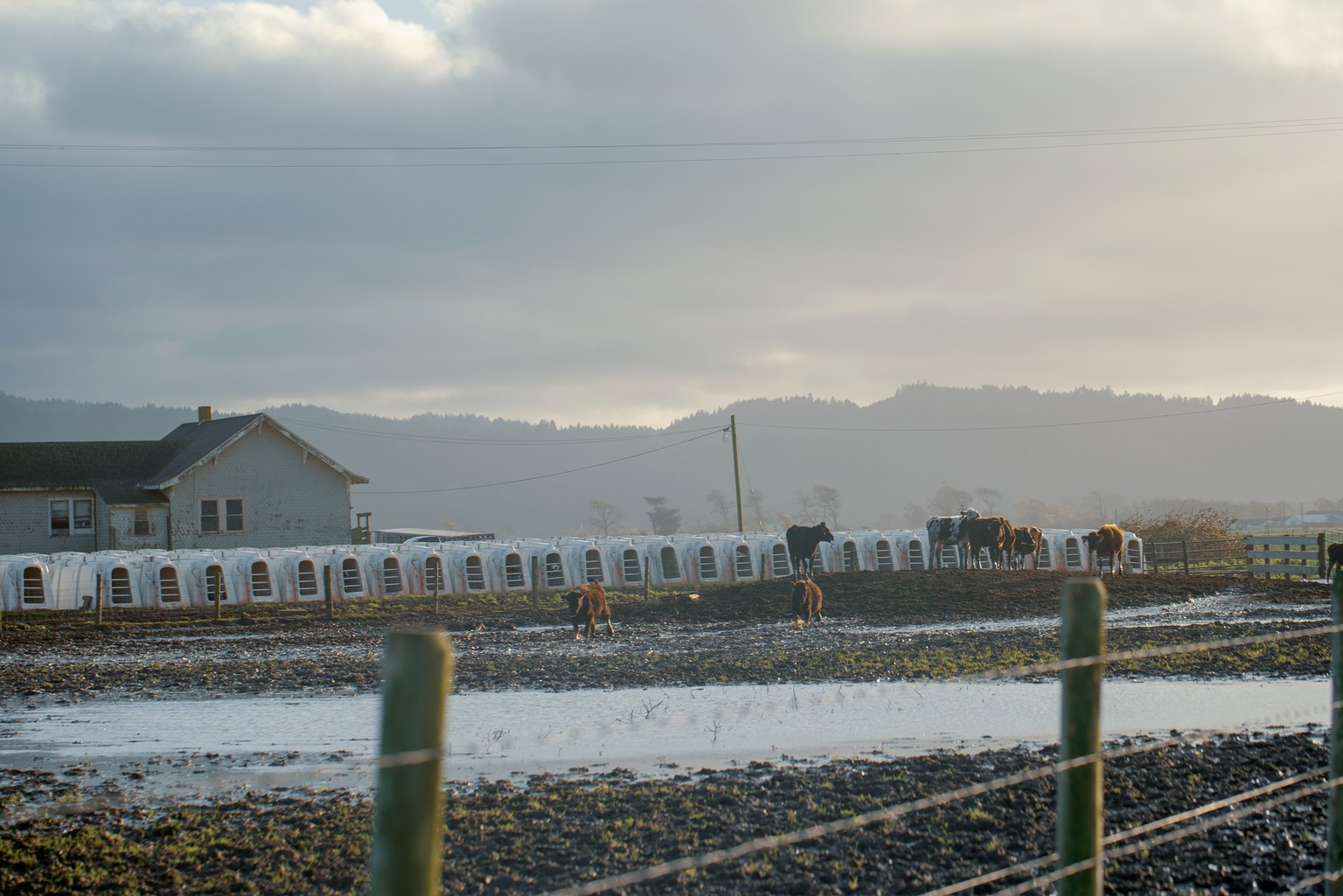 The Suffering Behind ‘Humane,’ Organic Milk - The Atlantic