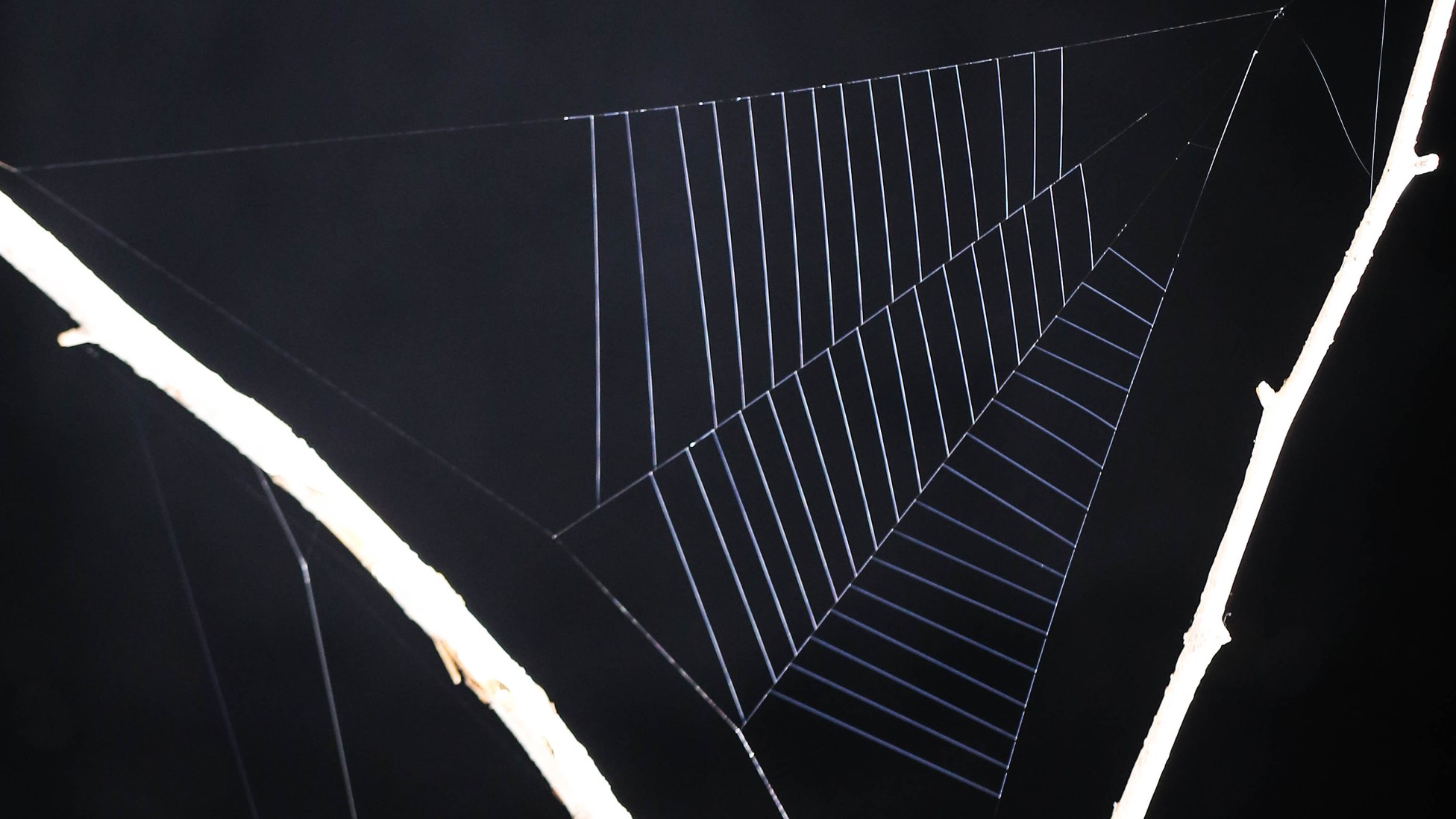 Hyptiotes, a Spider That Makes a Spring-Loaded Web - The Atlantic