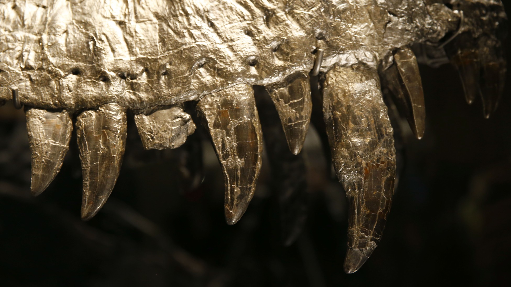 Bacteria in a Dinosaur Bone Reignite a Heated Debate - The Atlantic