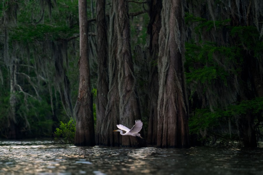 Winners of the 2025 World Nature Photography Awards - The Atlantic