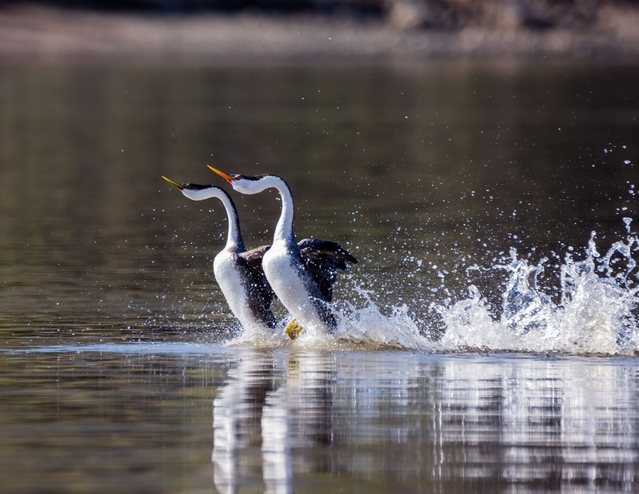 For Earth Day, a Photo Appreciation of Birds - The Atlantic