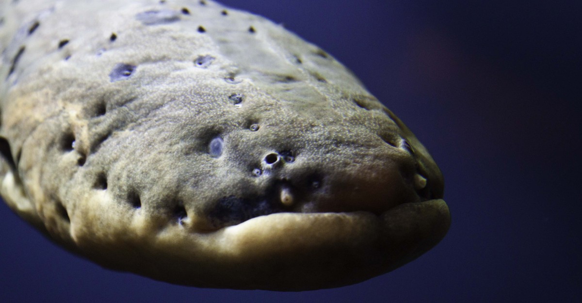 electric eel attacking prey