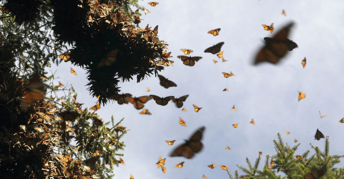 A 30-Mile Cloud of Butterflies - The Atlantic