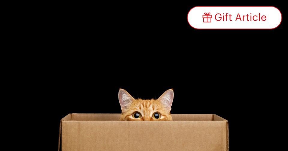 Cats in the box store