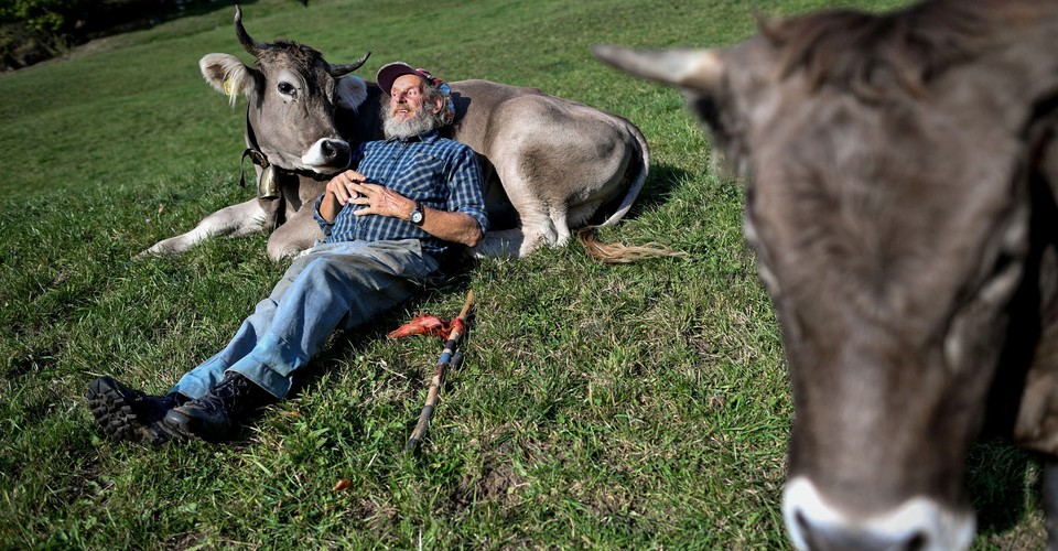 Here Are Pictures of More Cows - The Atlantic