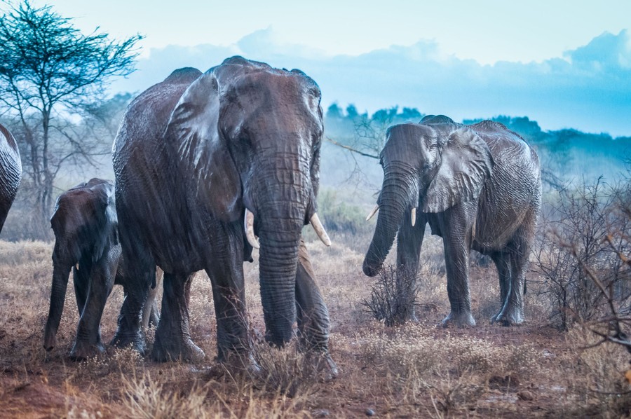 Photos: World Elephant Day 2020 - The Atlantic