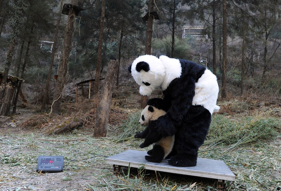 The Sichuan Giant Panda Bases and Sanctuaries - The Atlantic