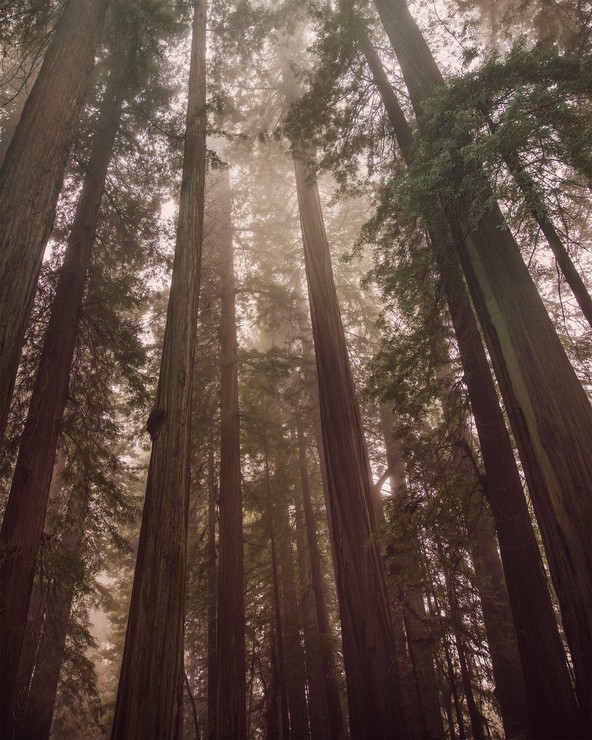The Shadowy History Behind the Fight to Save the Redwoods - The Atlantic