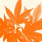 Malcolm Ferguson, The Atlantic