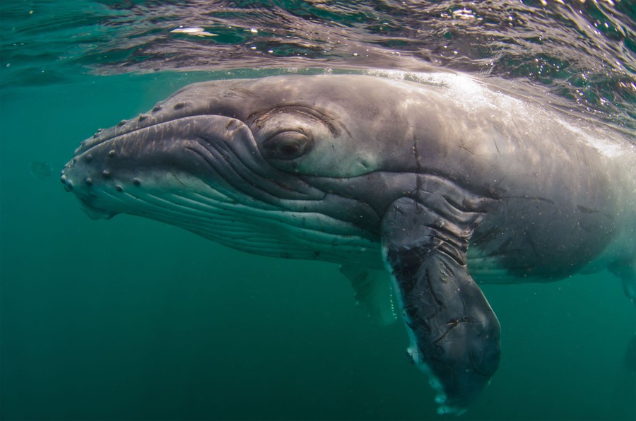 A Photo Appreciation of Whales - The Atlantic