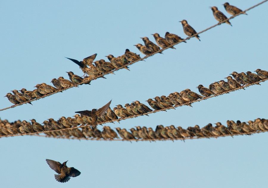 The Murmurations of Starlings - The Atlantic