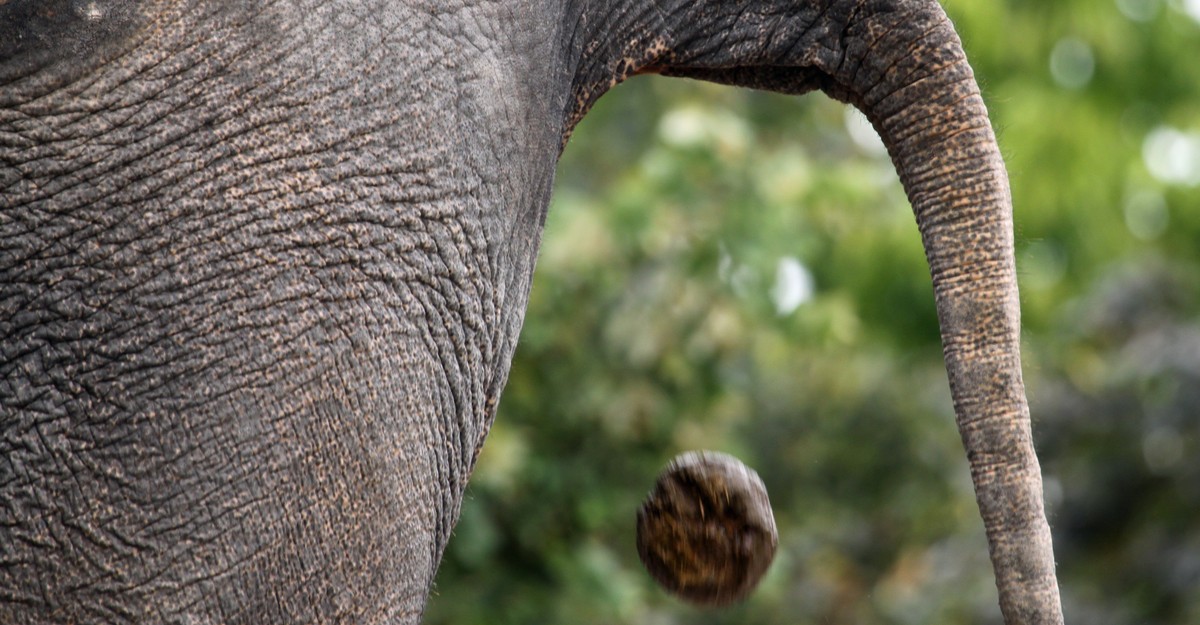The Role of Animal Poop in the Earth's Nutrient Cycle - The Atlantic