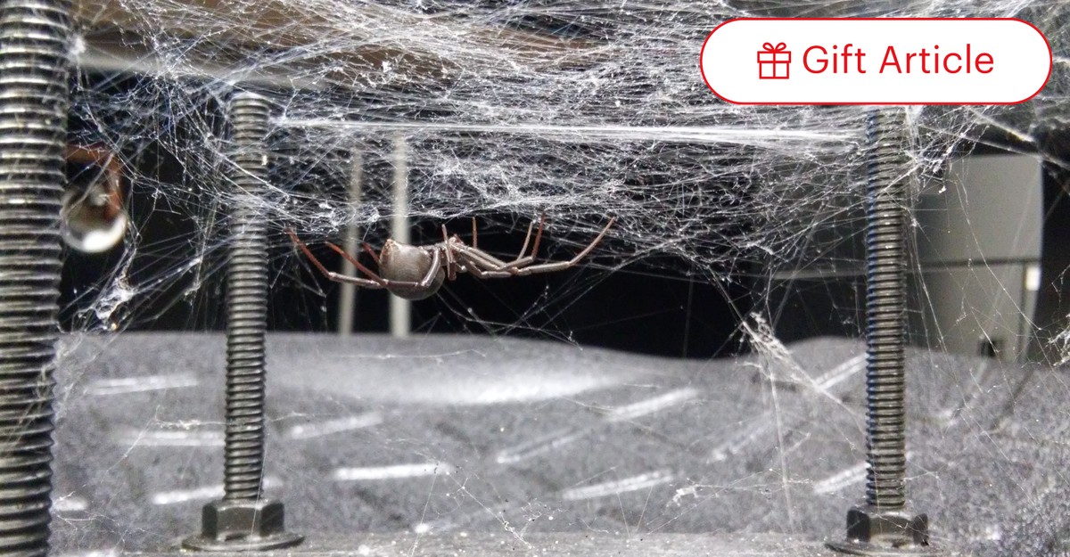 black widow spiderling cloud