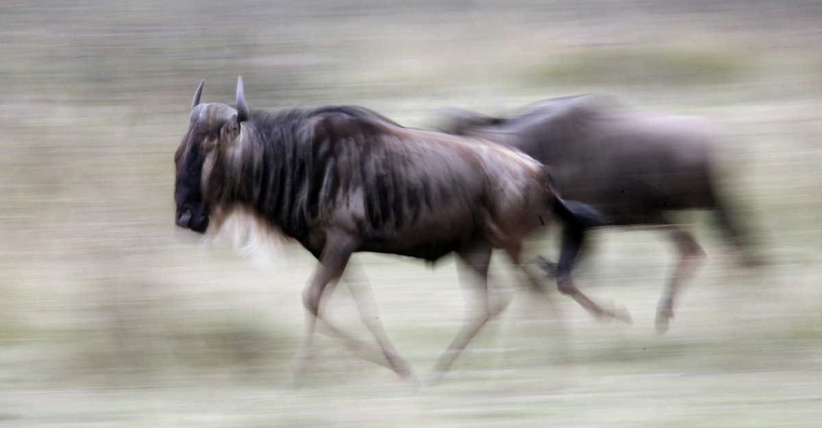 Why It's Hard to Break the Gnus - The Atlantic