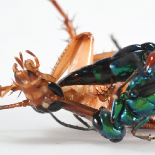 emerald wasp walkthrough