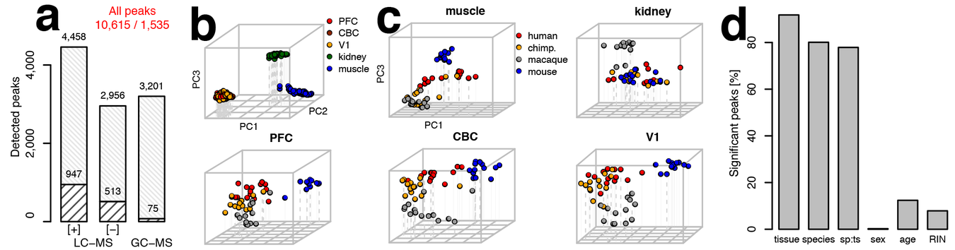 Human Muscles Evolved Into Weakness, In Order to Boost Our Brains - The ...