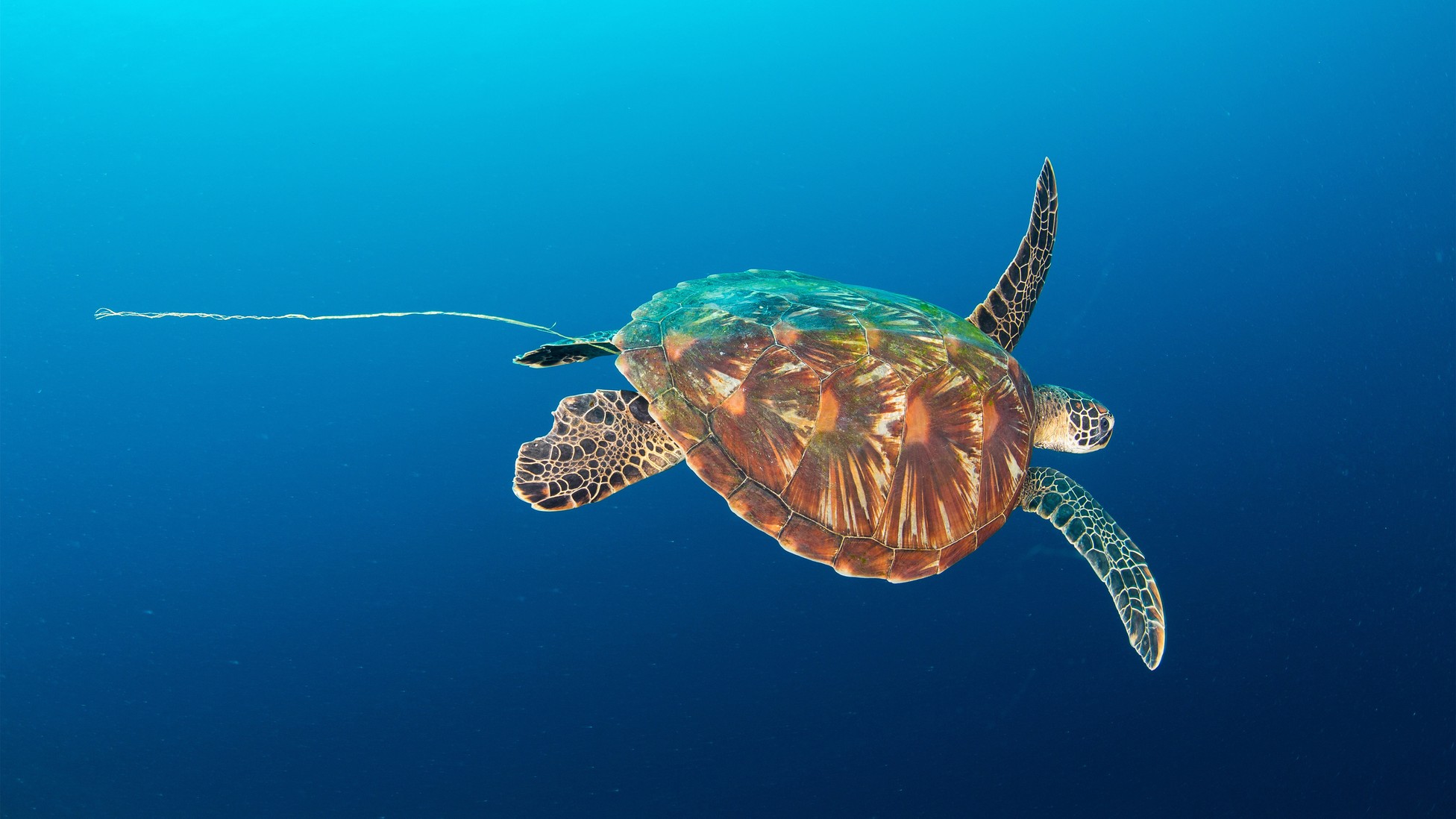 Plastic Has Changed Sea Turtles Forever - The Atlantic