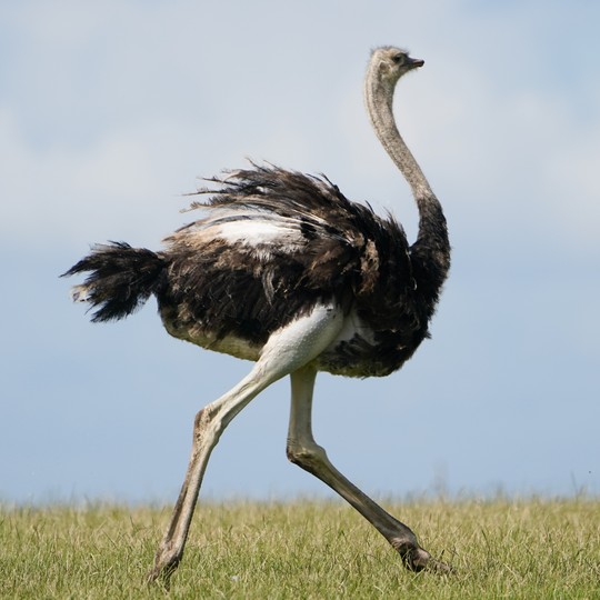 ostrich article