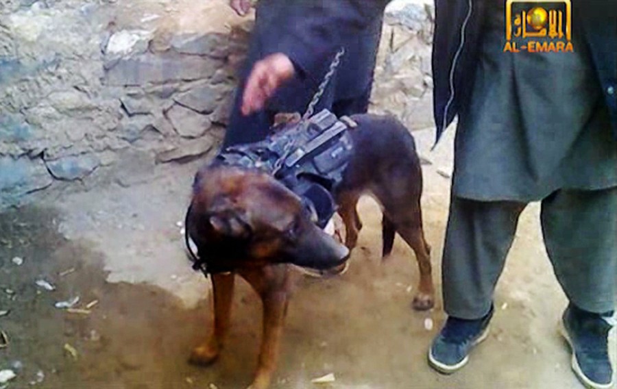 Afghanistan: Dogs of War - The Atlantic