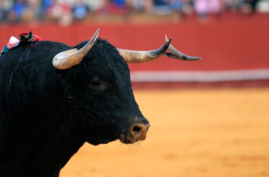 Animals in the News - The Atlantic