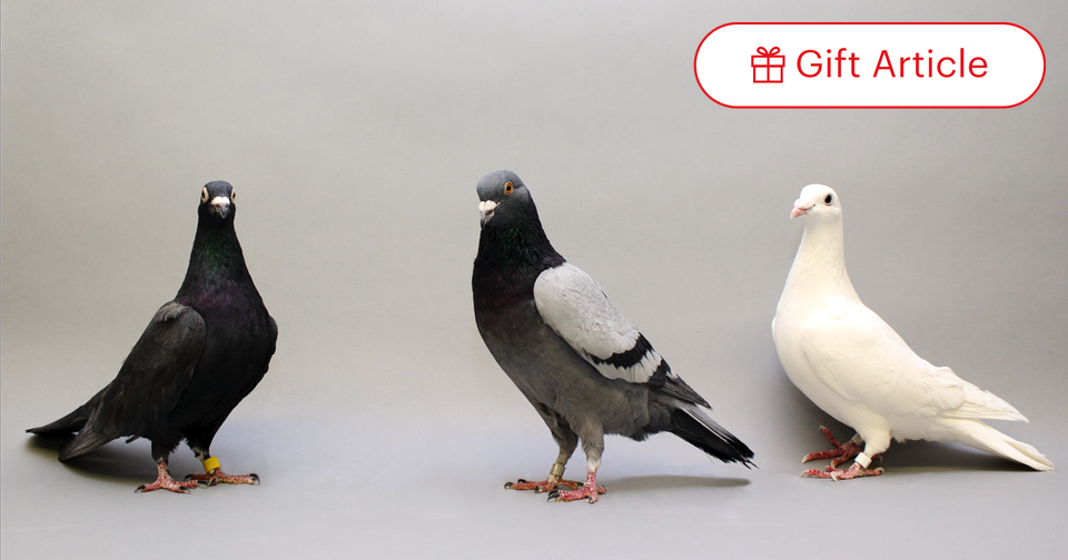 pigeon articles