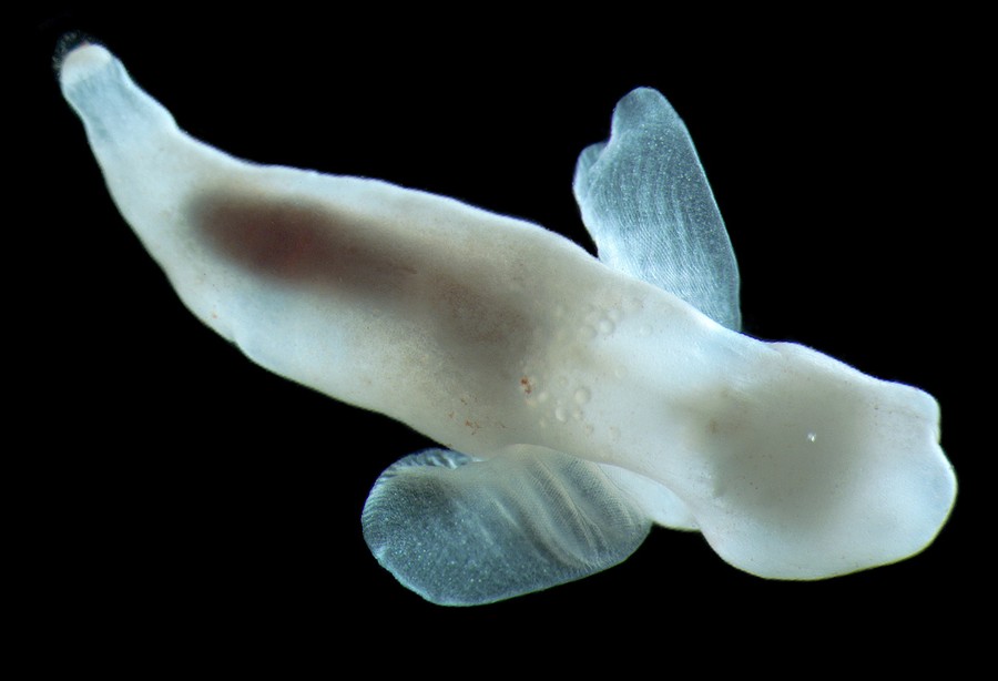 Recent Scenes From Antarctica - The Atlantic