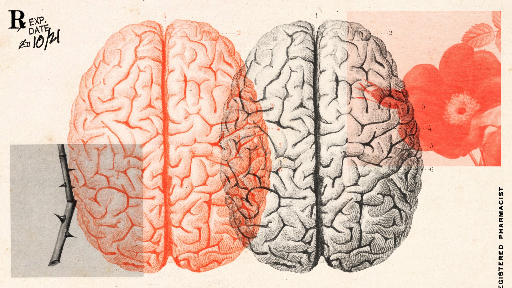 Imagine a Drug That Feels Like Tylenol and Works Like OxyContin - The ...