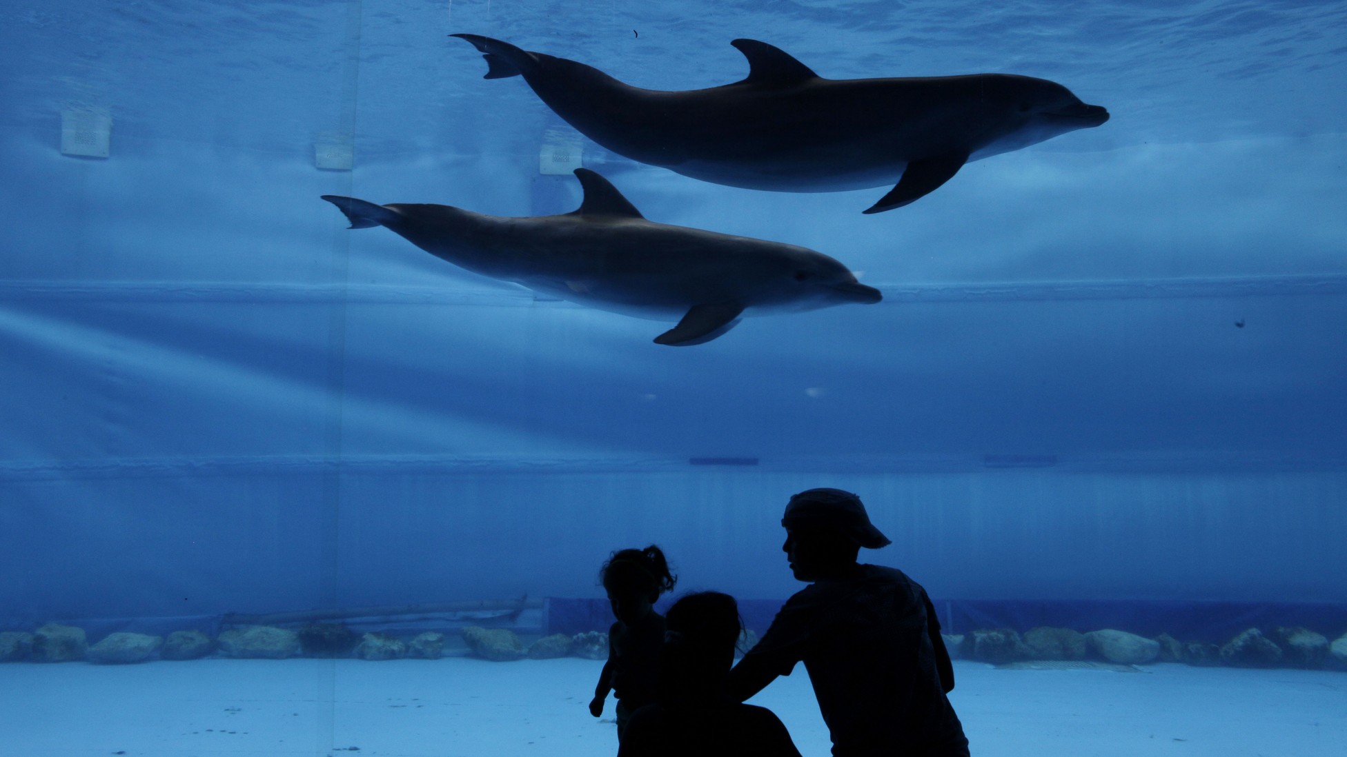 Can Animals Commit Rape or Murder? - The Atlantic