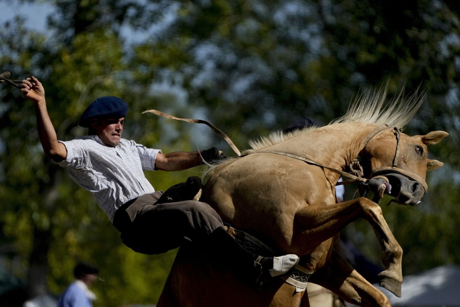 Photos of the Week: Lava Field, London Fox, Leatherback Turtle - The ...