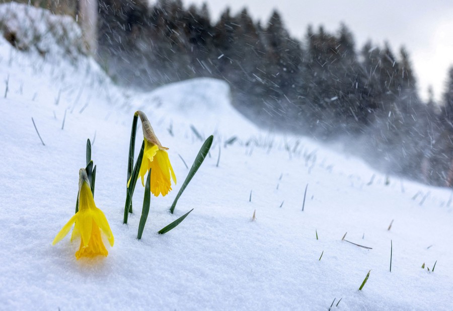 Photos of the Week: Snow Blooms, Giant Eggs, Dragon’s Teeth - The Atlantic