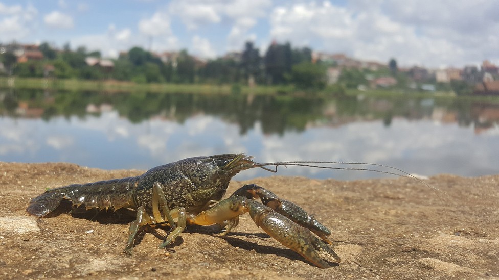 A Pet Crayfish Can Clone Itself, and It's Spreading Around the World ...
