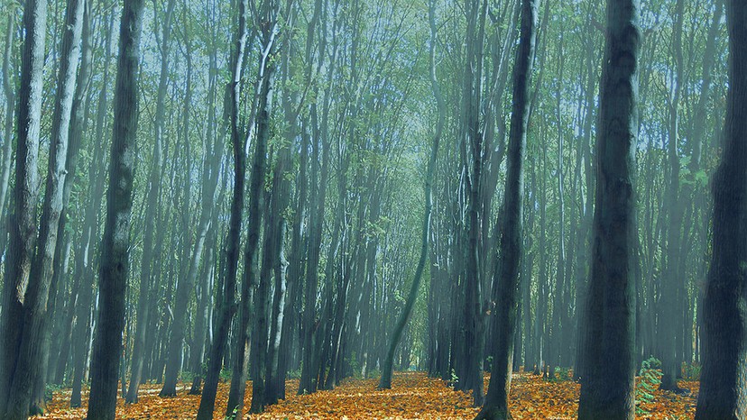 The Best Technology for Fighting Climate Change? Trees - The Atlantic